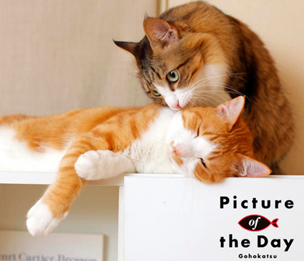 Kitties Find Each Other in Forever Home, Become Best Friends - Love Meow
