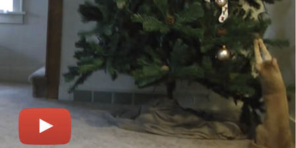 Andy the Cat, Christmas Tree and Time Lapse - Love Meow