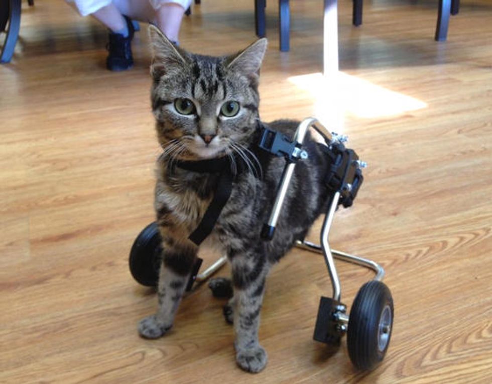 Dot Special Cat with Spina Bifida Inspires Many with Her Story - Love Meow