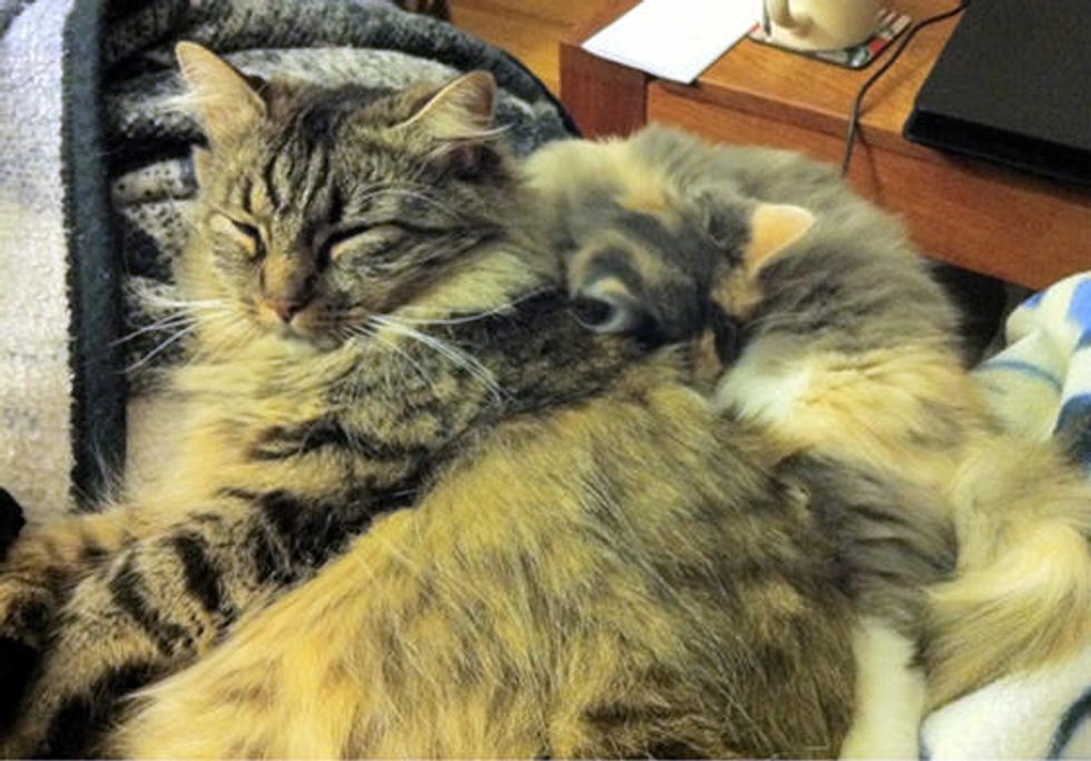 Tiny Kitten Snorgles with Big Kitty - Love Meow