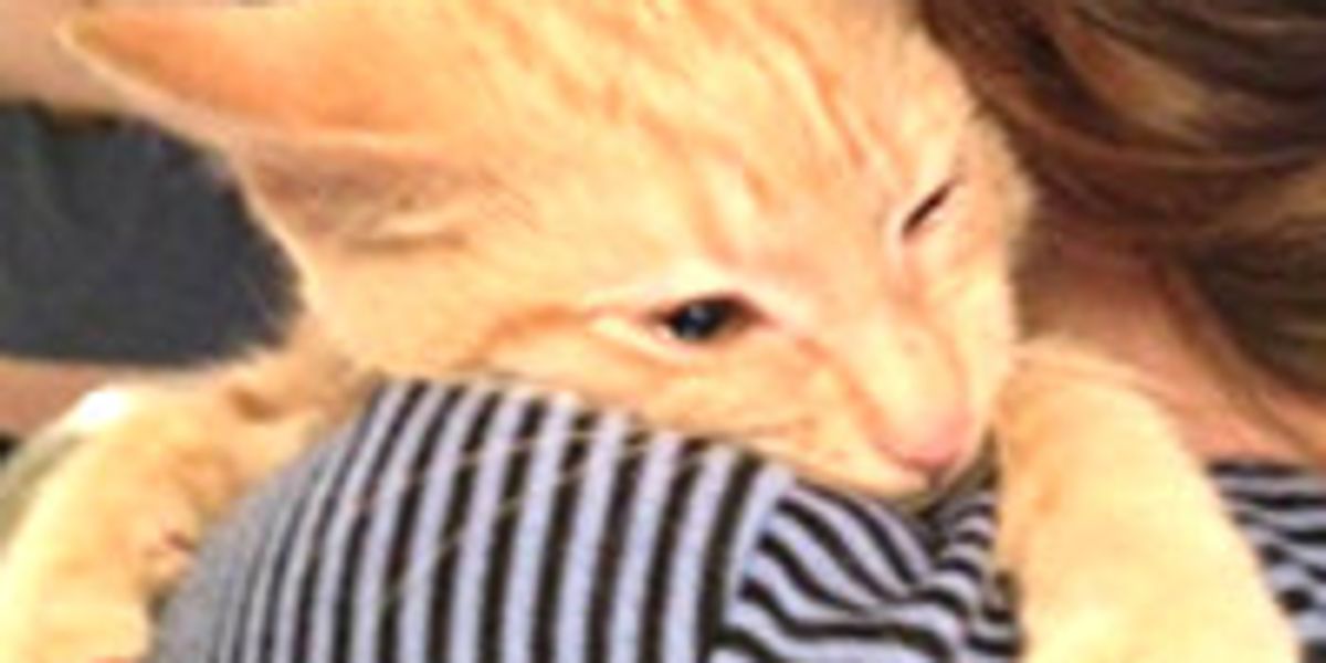 Top 20 Amazing Cat Stories of 2012 - Love Meow