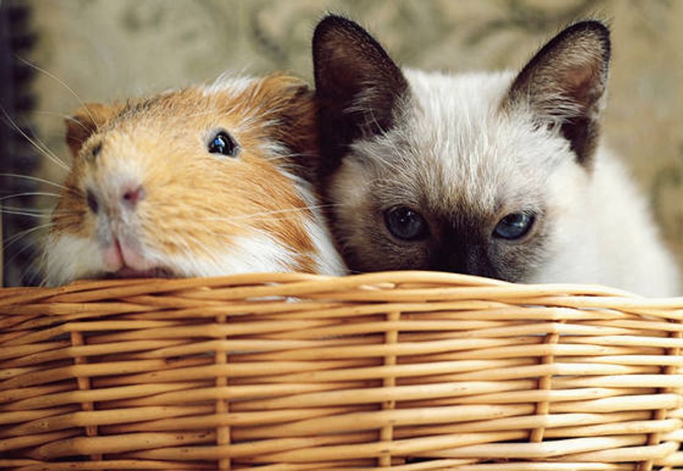 Friendship of Kitty and Guinea Pig - Love Meow