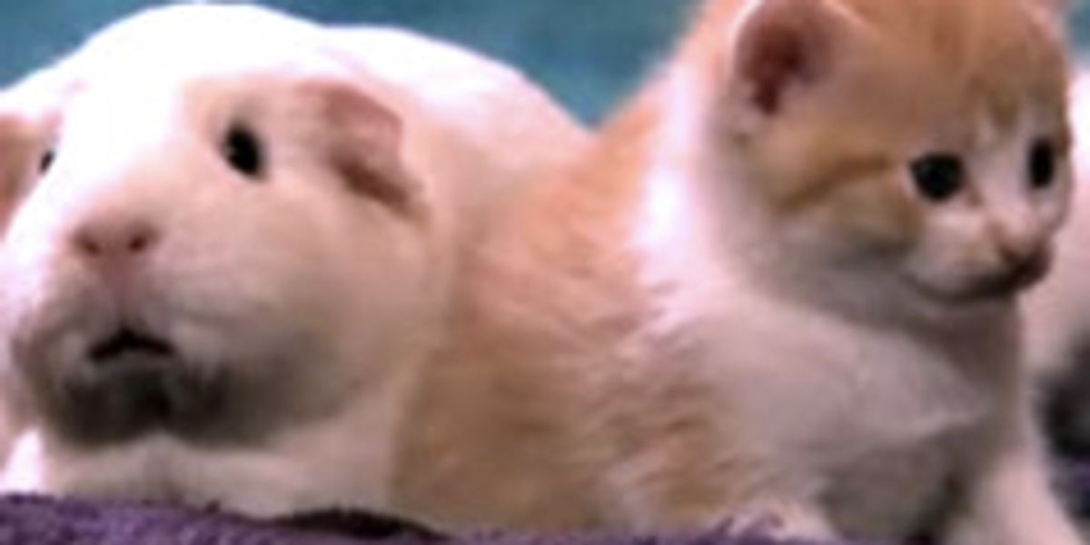 Kittens Make Friends with Guinea Pig - Too Cute - Love Meow