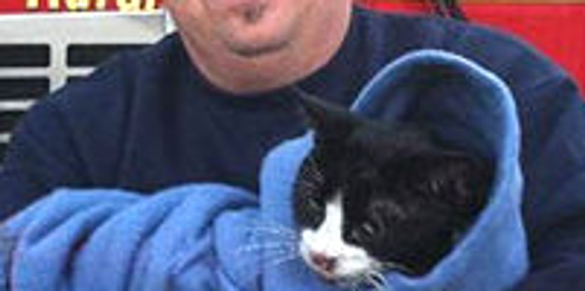 Paramedic Revives Cat Rescued from Fire - Love Meow