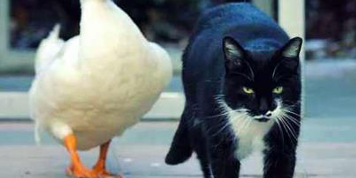Cat and Duck Best Friends, Become Celebrities at University - Love Meow