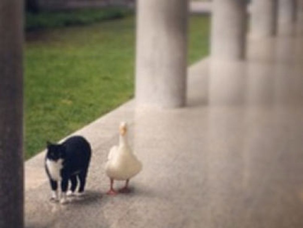 Cat and Duck Best Friends, Become Celebrities at University - Love Meow