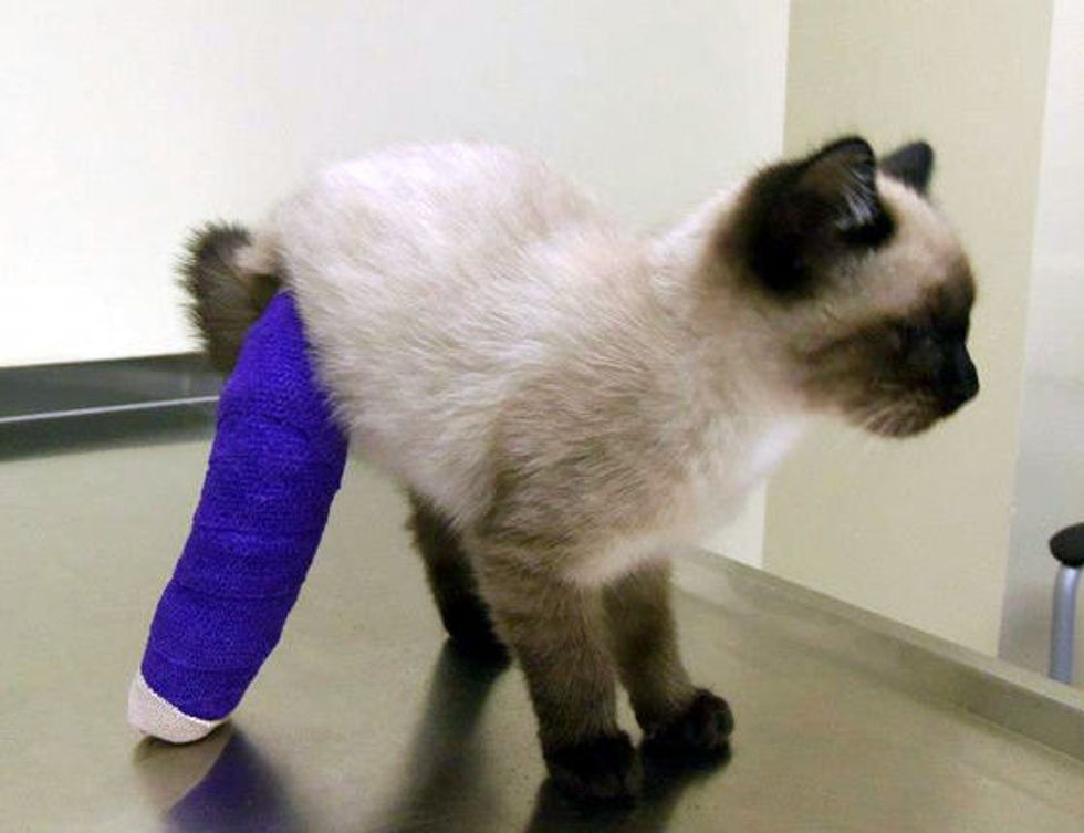 Update: Pretzel the Blind Kitten Born with "Backwards" Legs - Love Meow