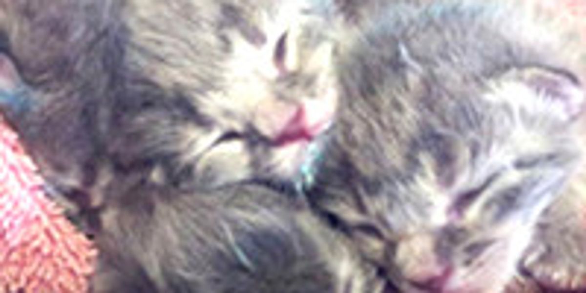Six Kittens Saved Before Birth - Love Meow