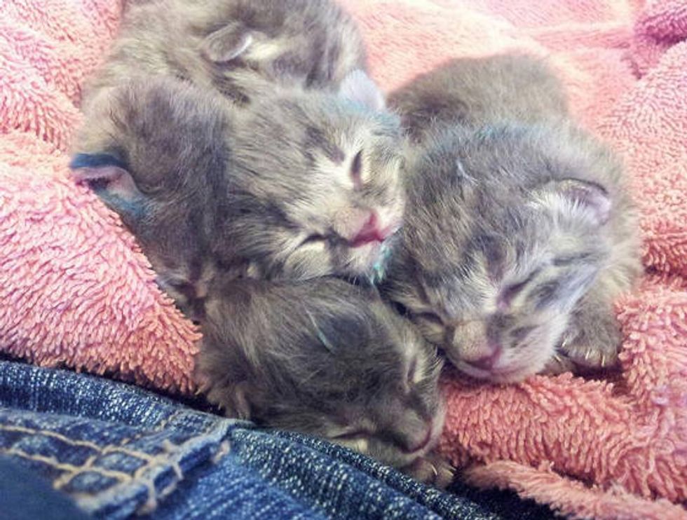 Six Kittens Saved Before Birth - Love Meow