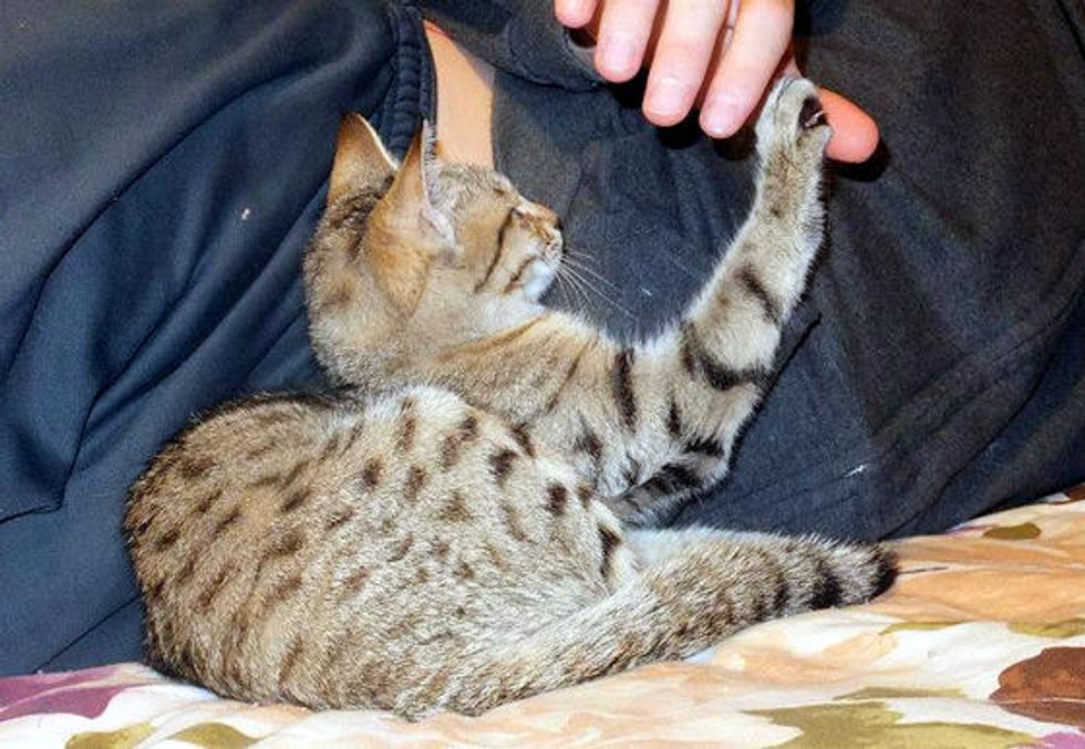 Journey of Rescue Cat from Afghanistan to America - Love Meow