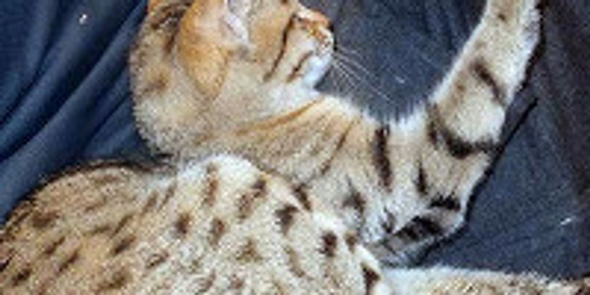 Journey of Rescue Cat from Afghanistan to America - Love Meow