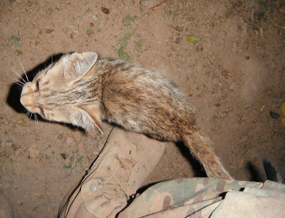 Journey of Rescue Cat from Afghanistan to America - Love Meow