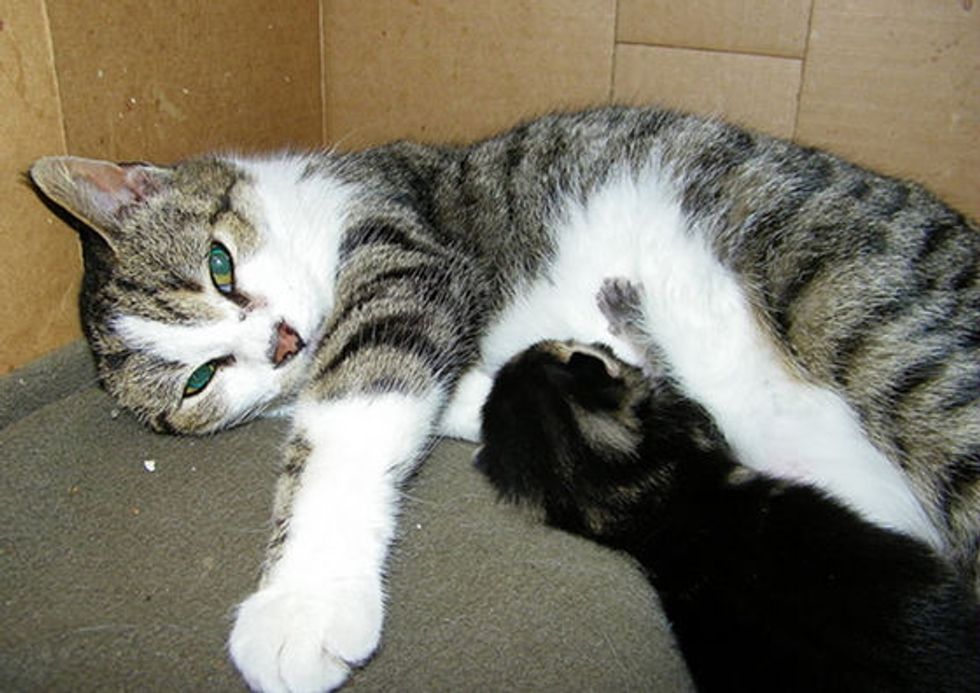 Cat Mom Gives Birth to Her Only Kitten - Love Meow