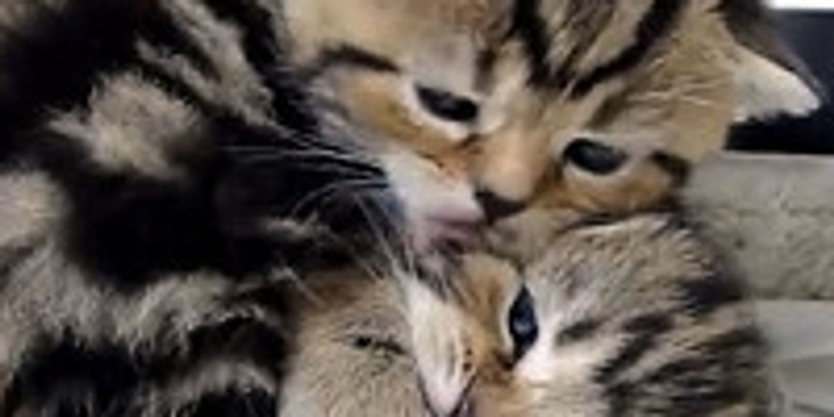 Top 20 cats hugs for Valentine's Day - Love Meow
