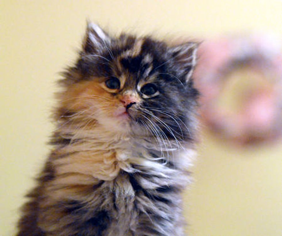 Itty Bitty Fluffy Foster - Love Meow