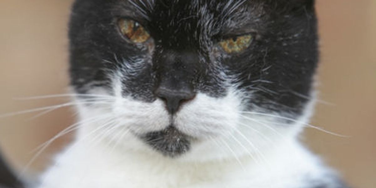 Wadsworth the Cat Turns 27, Perhaps the UK’s oldest cat - Love Meow