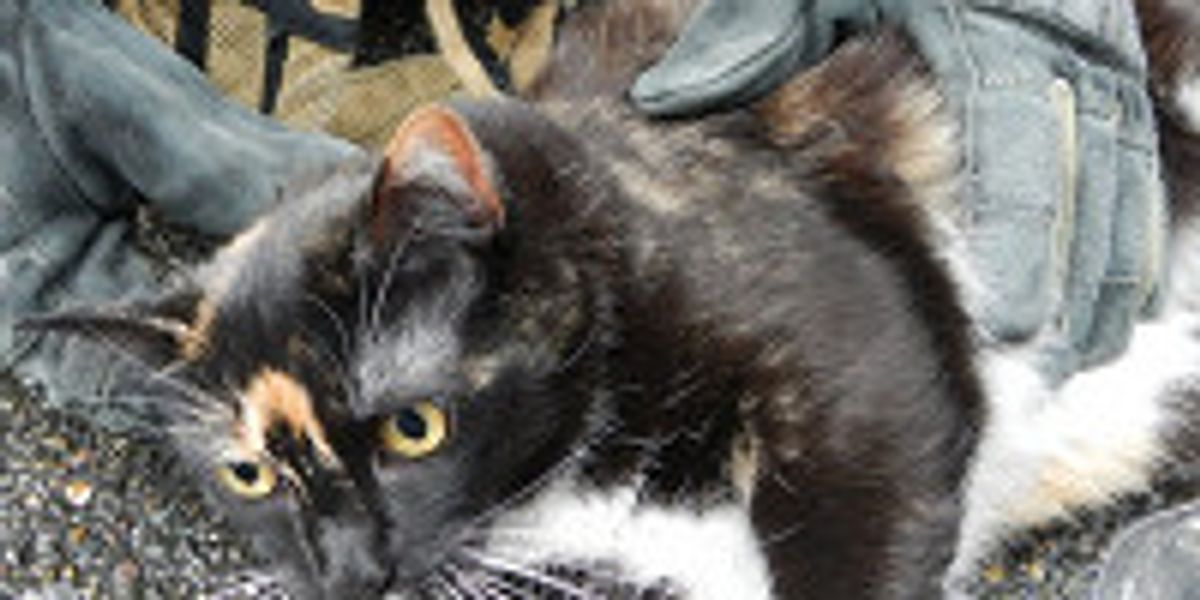 Seattle Firefighters Save and Revive Cat From Condo Complex Fire - Love ...