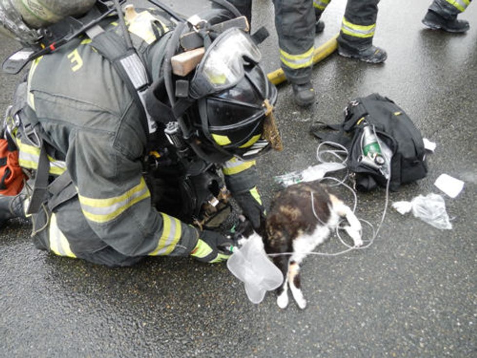 Seattle Firefighters Save and Revive Cat From Condo Complex Fire - Love ...
