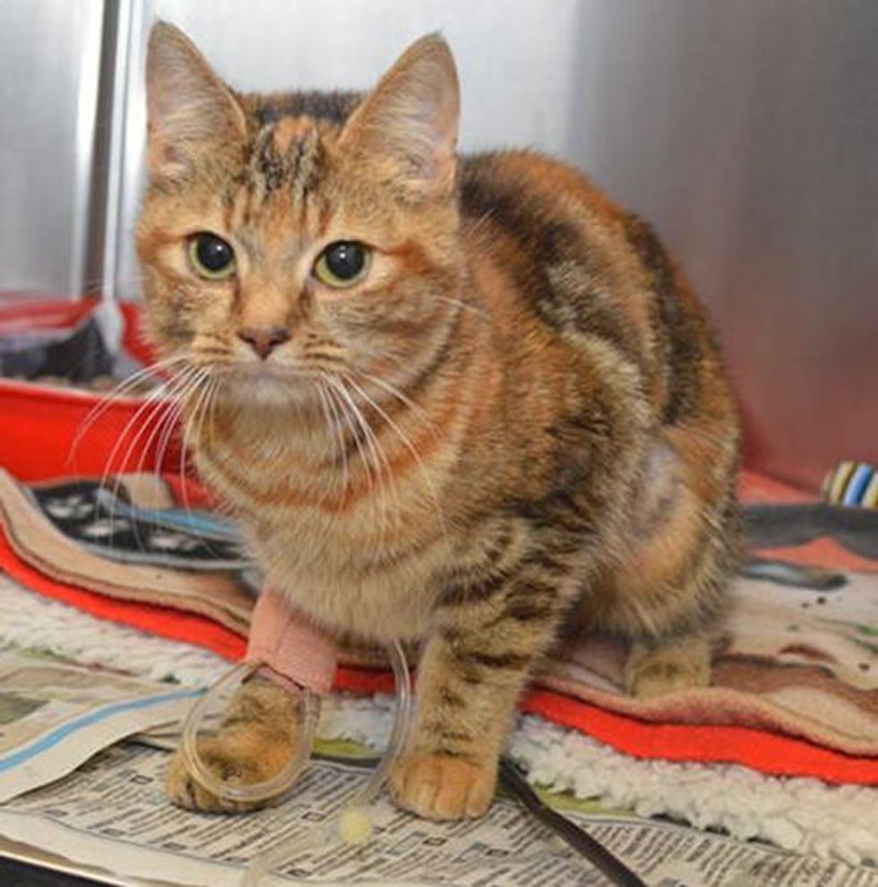 Rosie the Cat: Miracle Recovery After Life Saving Operation - Love Meow