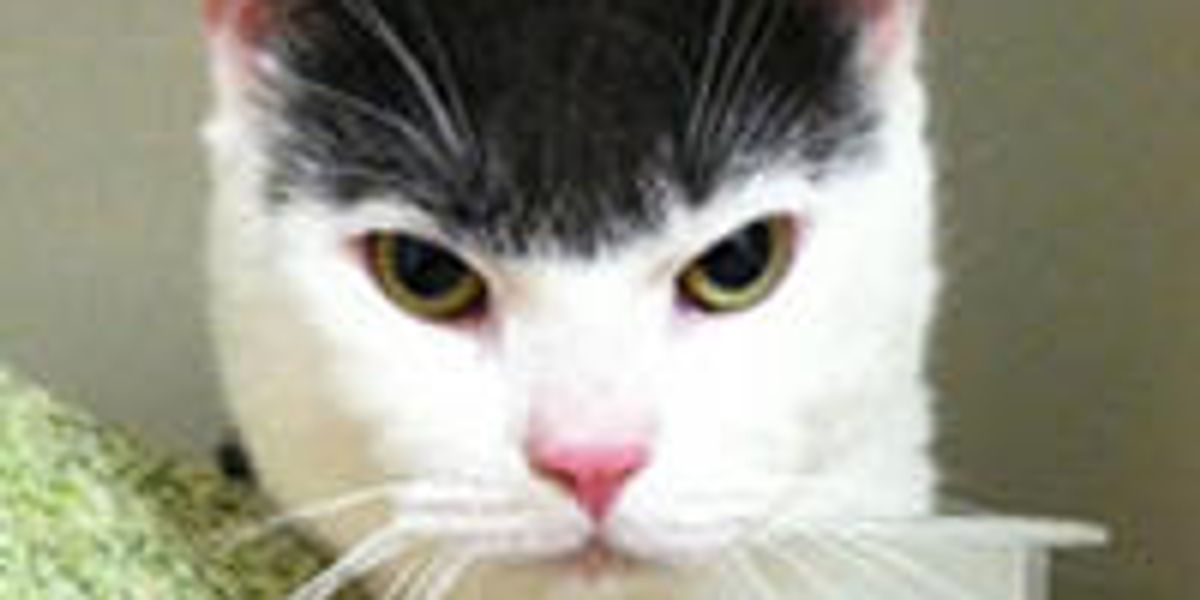 Rescue Stray Cat Wears A Bowl Cut - Love Meow