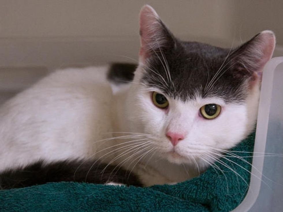 Rescue Stray Cat Wears A Bowl Cut - Love Meow