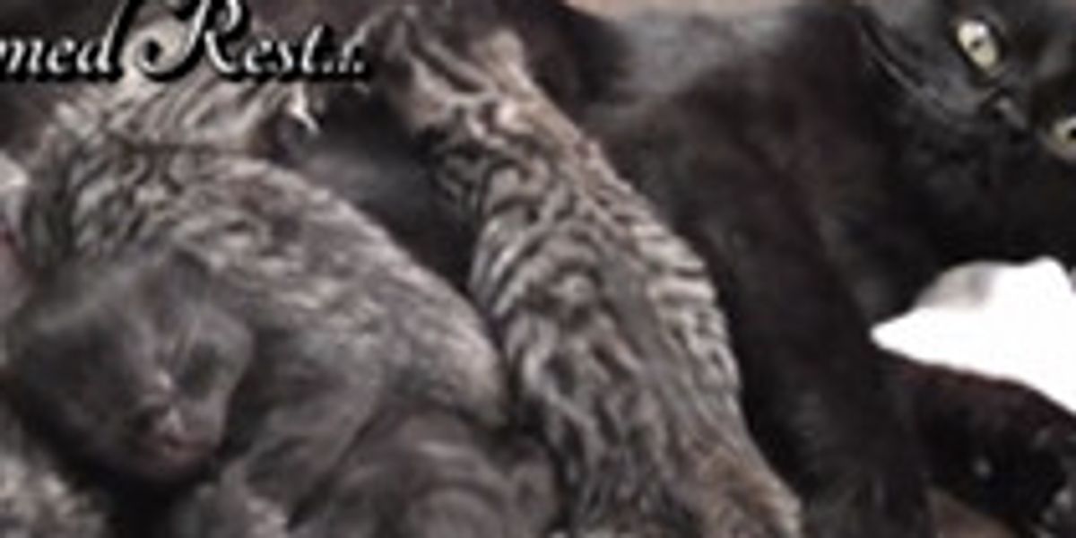 Kitty Cate And Her Beautiful Kittens - Love Meow