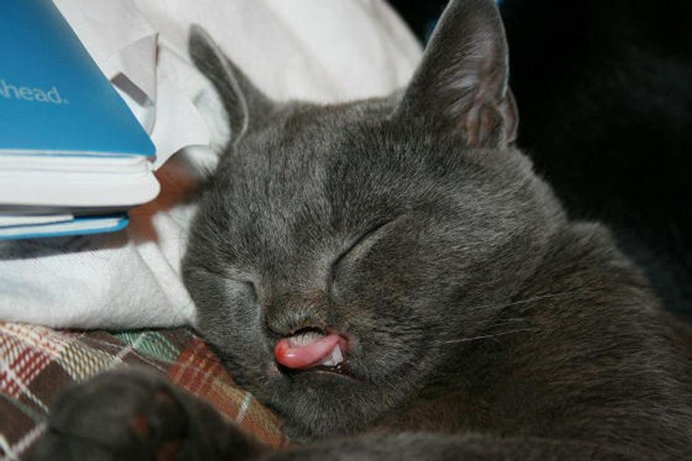 Kitty Born with Cleft Palate May Be A Therapy Cat - Love Meow