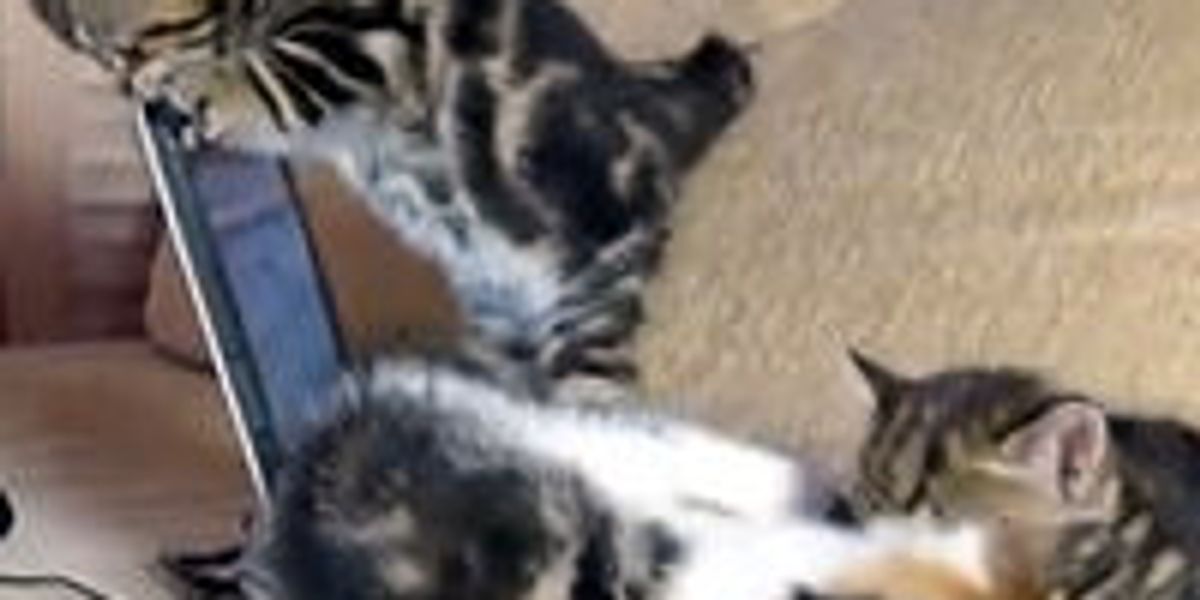 How Kittens Hack A Computer - Love Meow