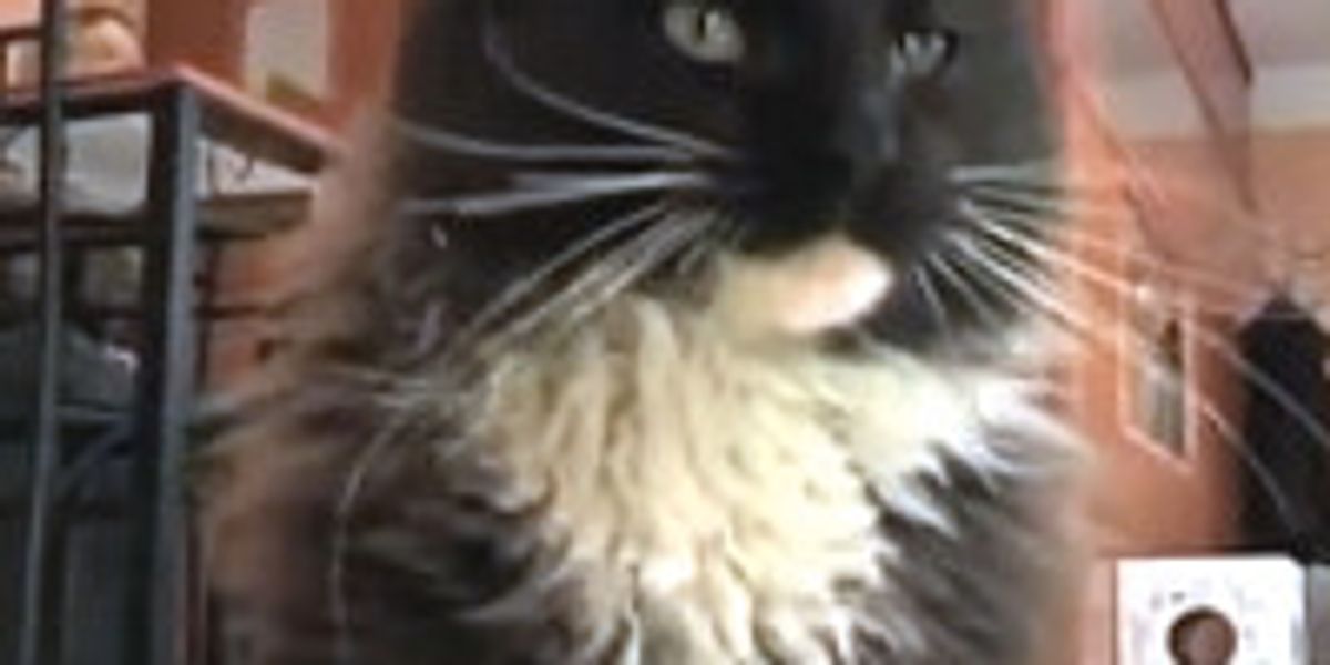 Hungarian Cat Cafe - Love Meow