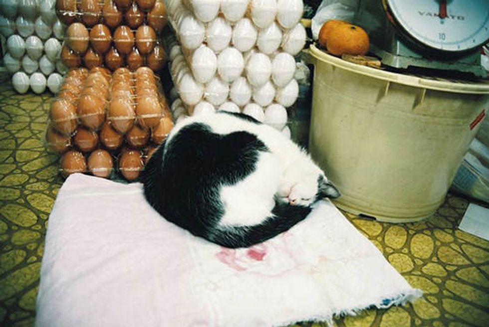 Cats Bring Luck to Local Businesses in Japan - Love Meow