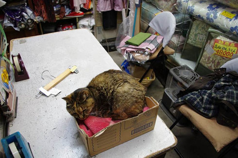 Cats Bring Luck to Local Businesses in Japan - Love Meow