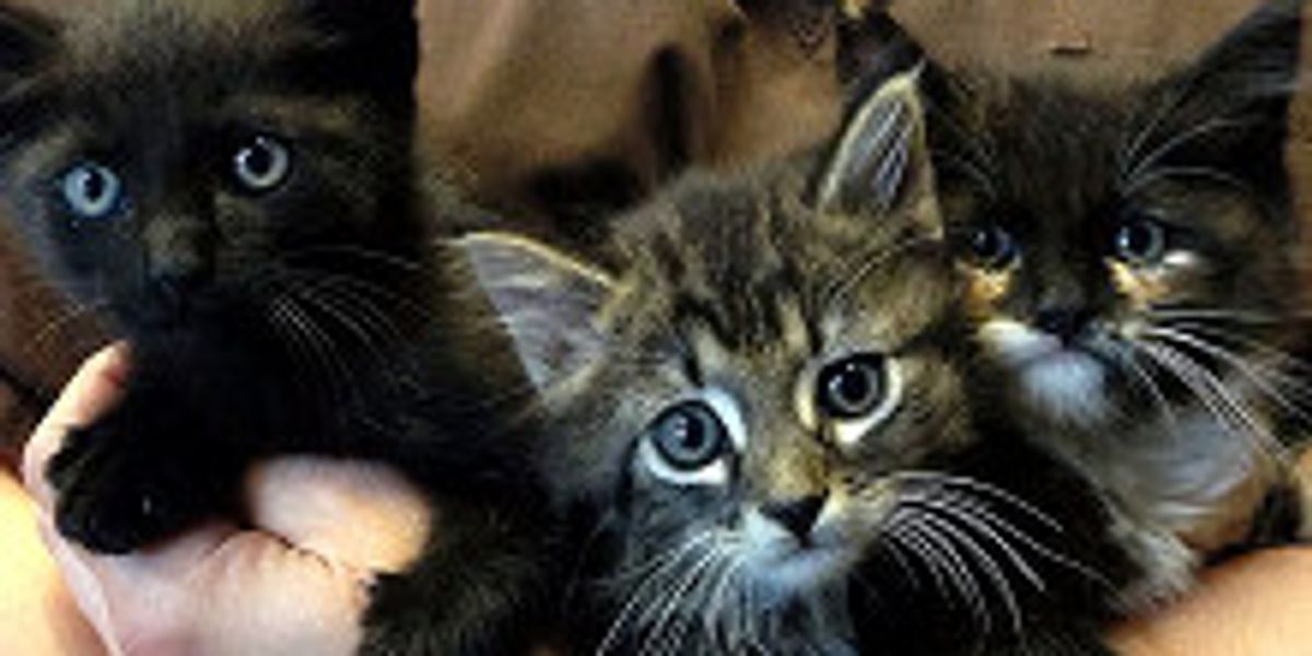 Man Spent 4 Days Rescuing Kitty Family From Roof - Love Meow