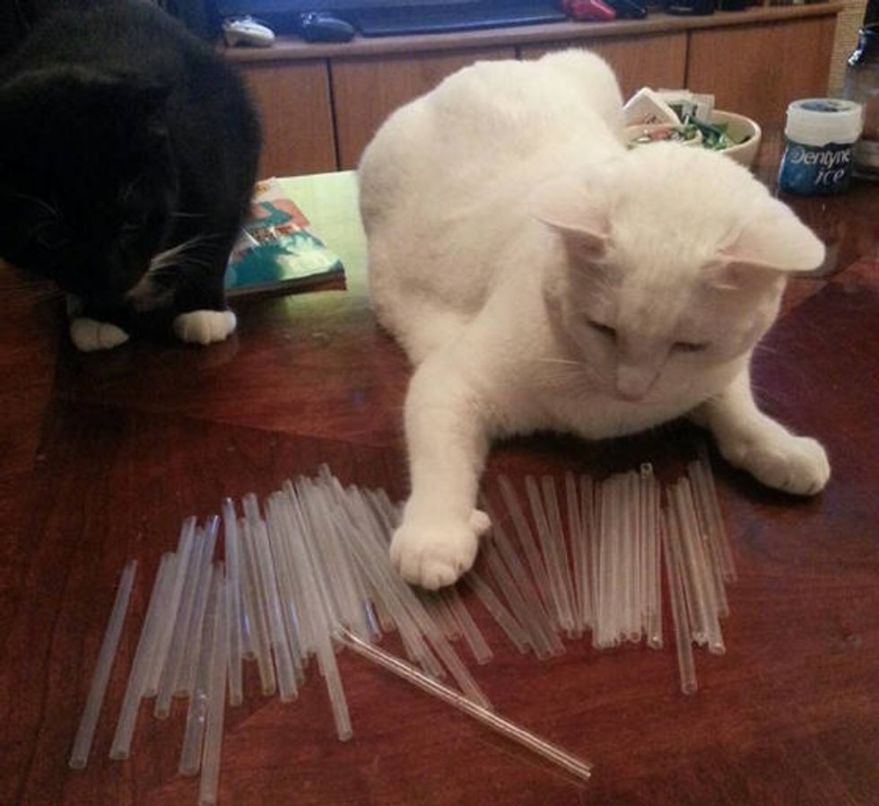 Cat Has An Infatuation With Straws - Love Meow