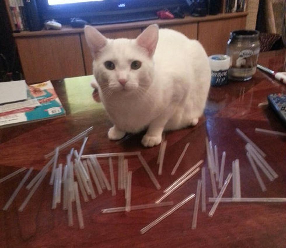 Cat Has An Infatuation With Straws - Love Meow