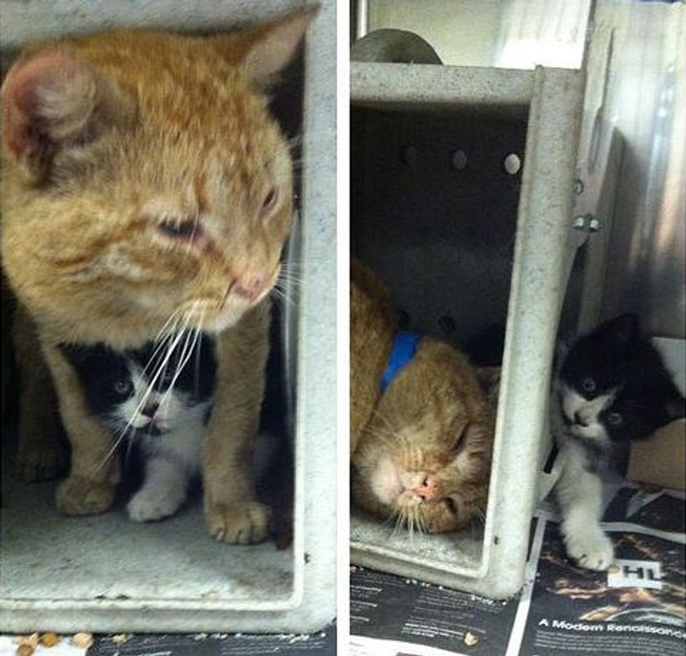 Single Cat Dad And His Kid Rescued! - Love Meow