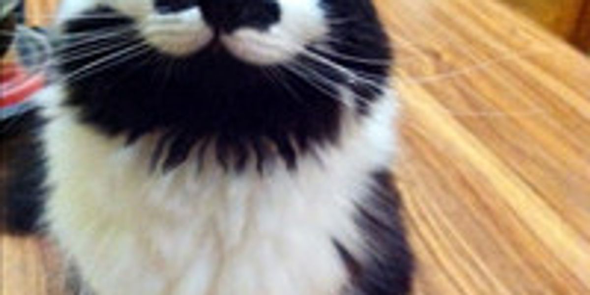 Very Happy Cat - Love Meow