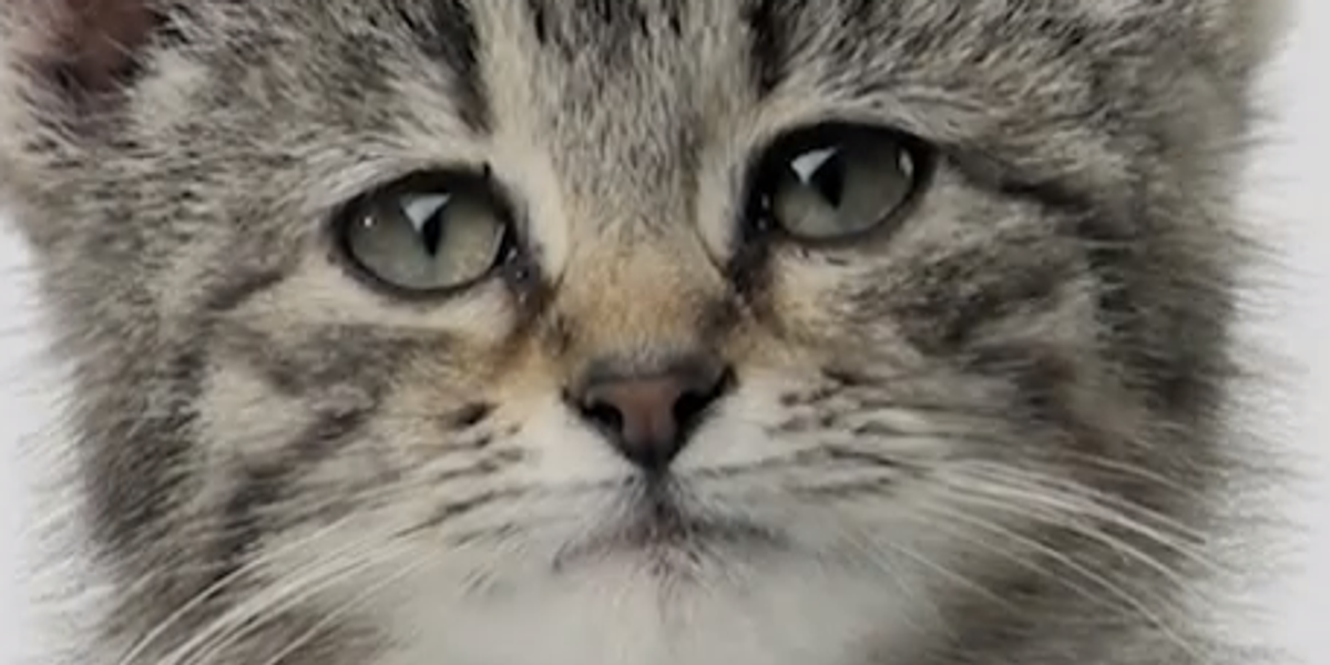 Sad Cat Diary - Love Meow