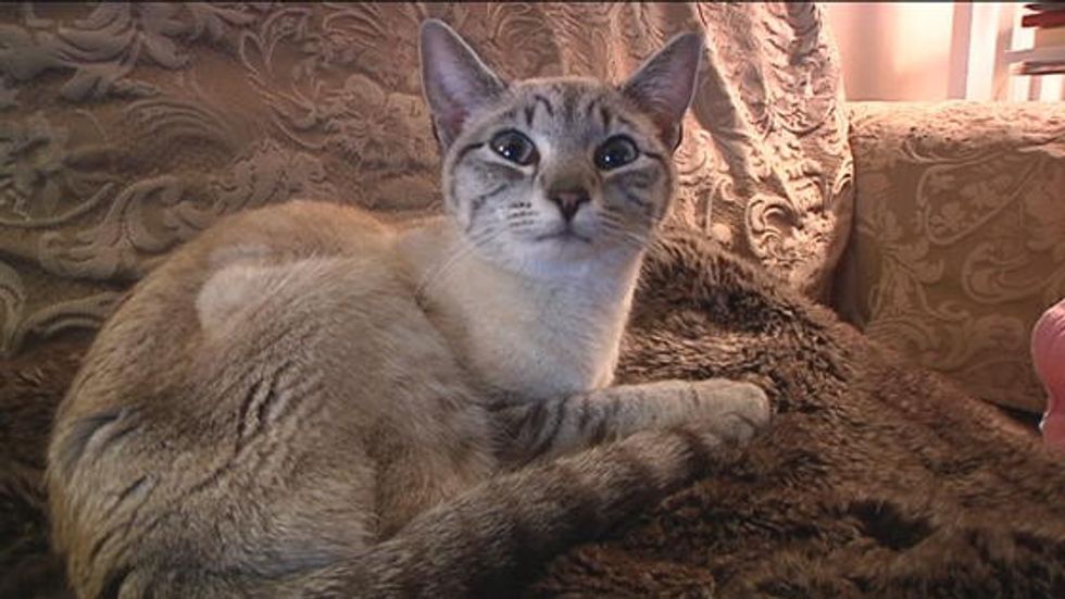Missing Siamese Cat Saved From 25-foot Hole By Yakima Firefighters ...