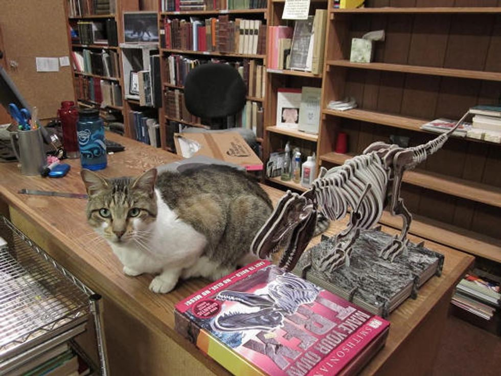 Red and Elmo The Bookshop Cats - Love Meow
