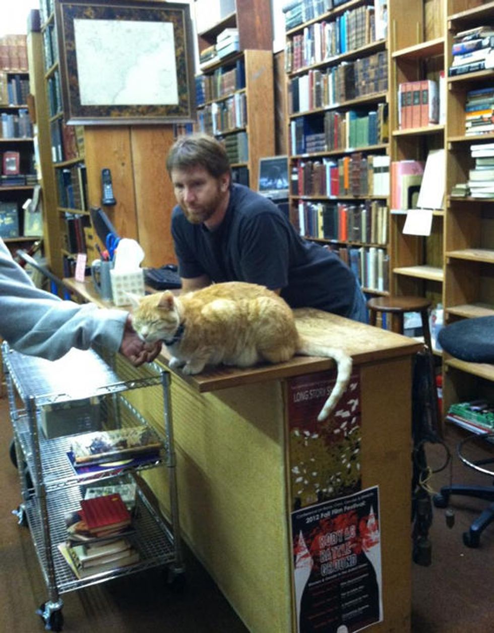 Red and Elmo The Bookshop Cats - Love Meow