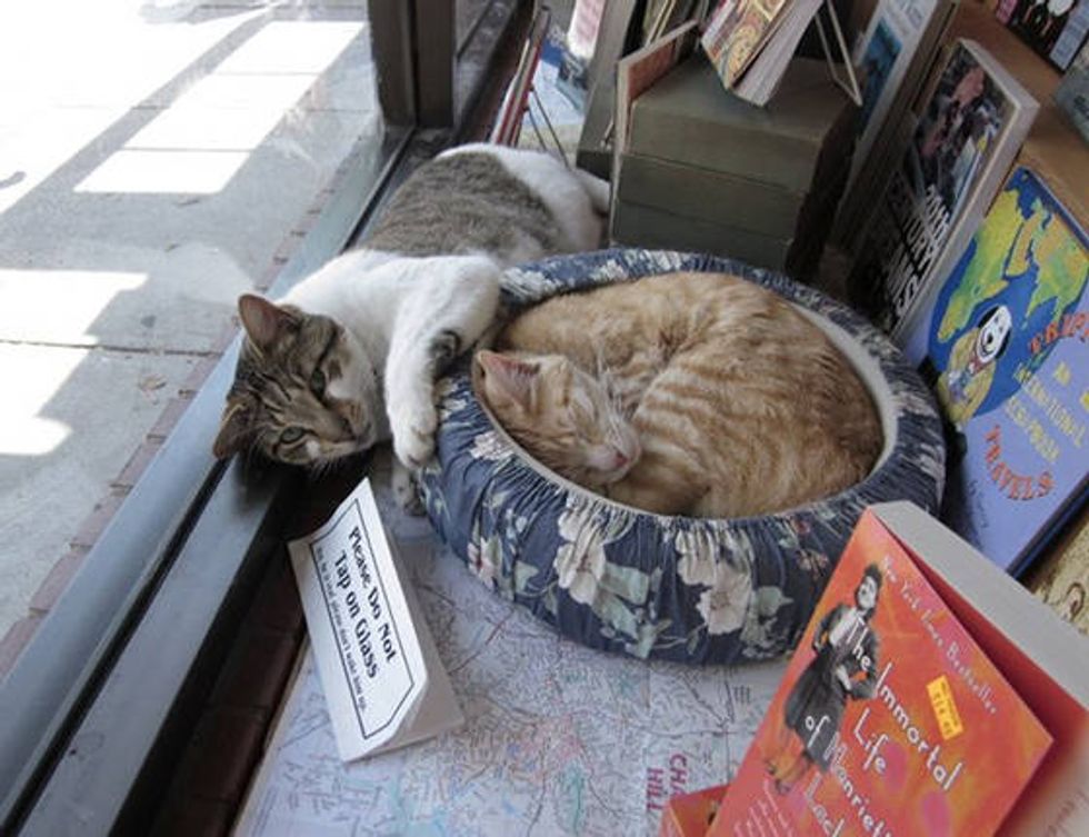 Red and Elmo The Bookshop Cats - Love Meow
