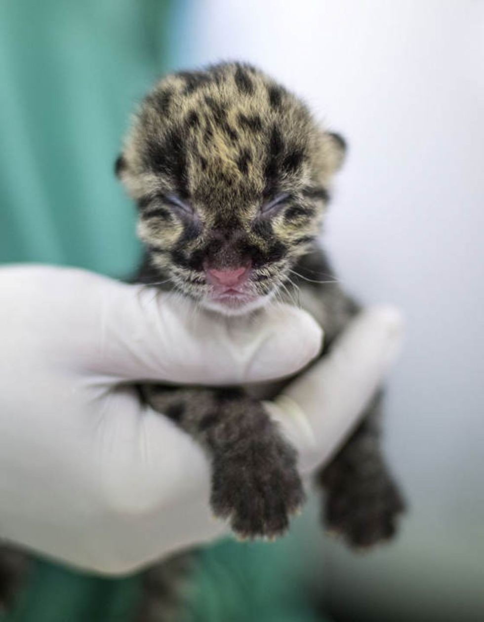 Two Baby Clouded Leopards Make Debut At Nashville Zoo - Love Meow