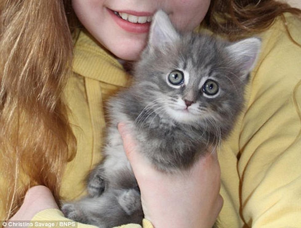 Squitten The Kitten! Born With No Bones In Front Paws, Walks & Sits ...