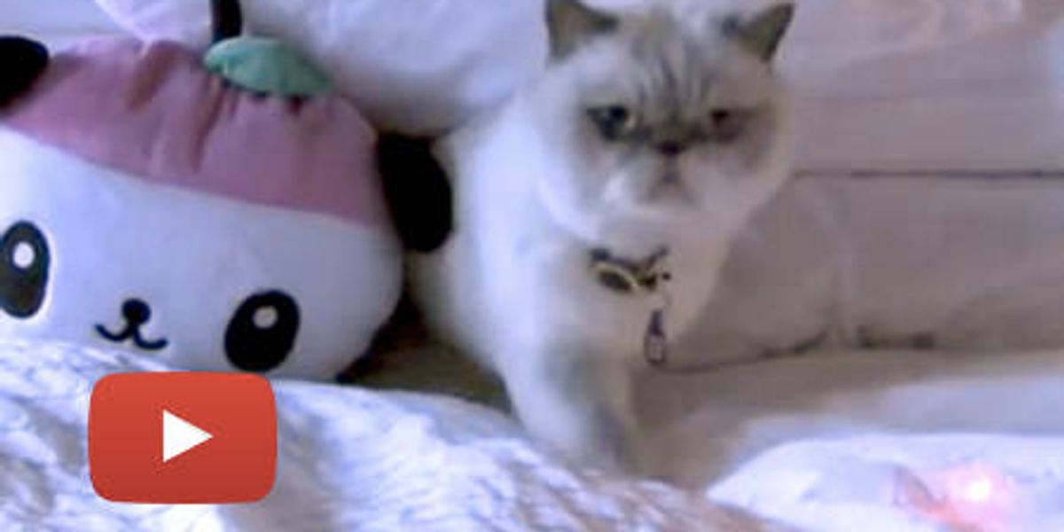 Winston The Cat Is Different - Love Meow