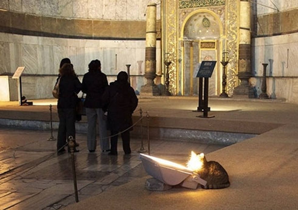 Loyal Cat Lives At The Hagia Sophia In Istanbul - Love Meow
