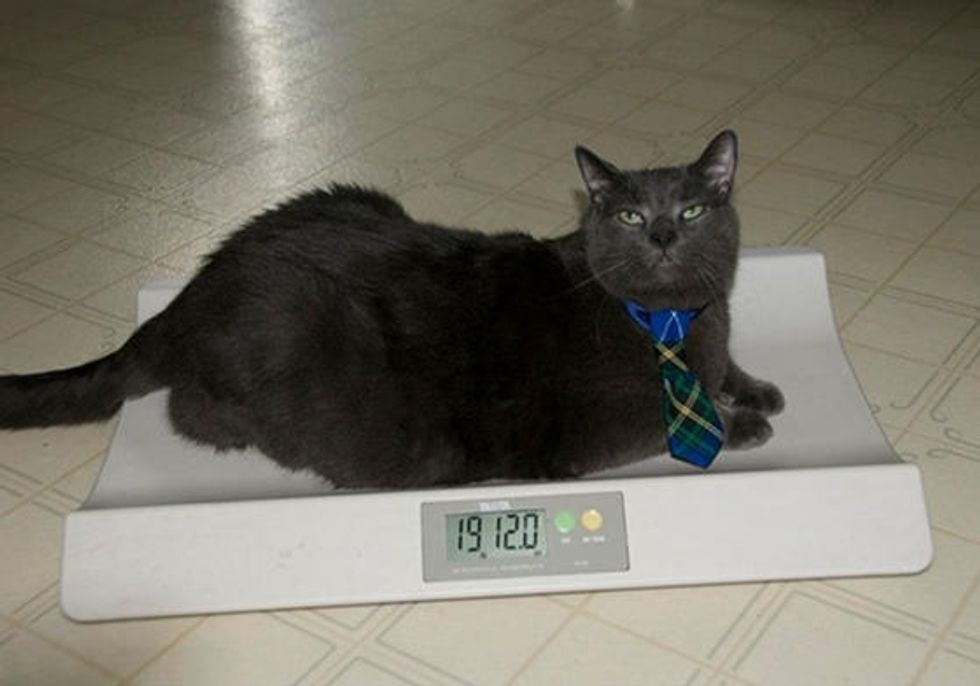 30 Lbs Cat's Amazing Weight Loss Journey - Love Meow
