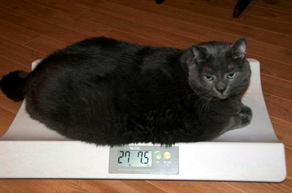 30 Lbs Cat's Amazing Weight Loss Journey - Love Meow