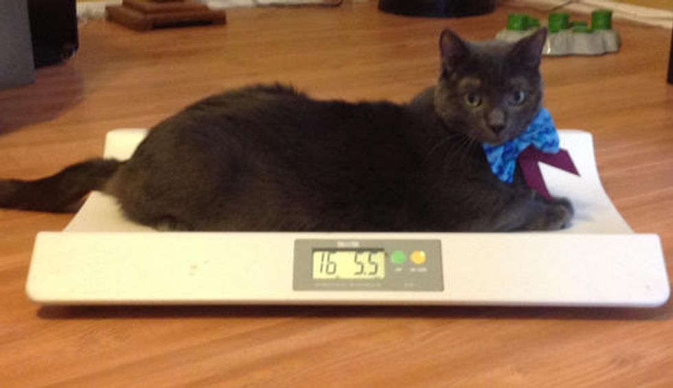 30 Lbs Cat's Amazing Weight Loss Journey - Love Meow