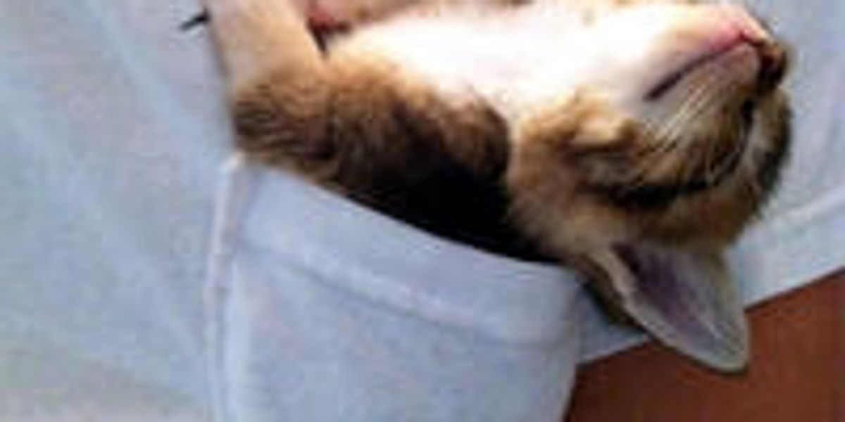 Tiny Pocket Kitten - Love Meow