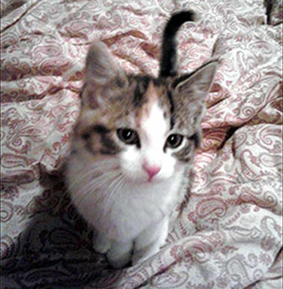 14 Week Old Kitten Credited With Saving A Family From House Fire - Love ...